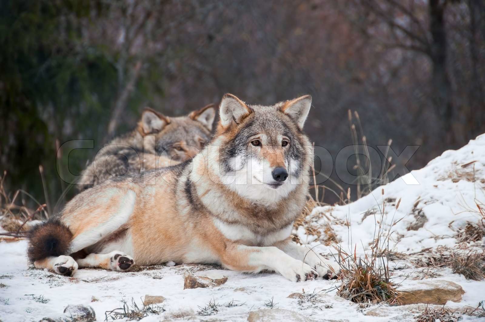 Resting wolves | Stock image | Colourbox
