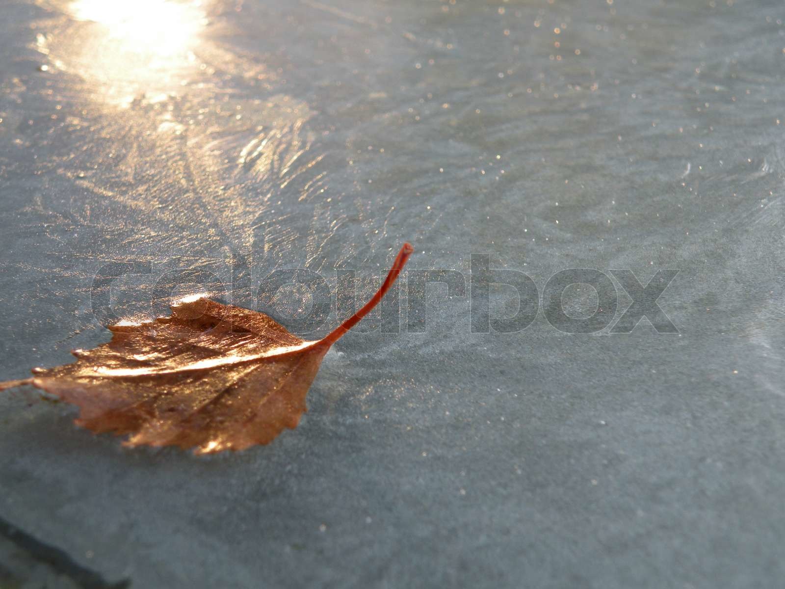 sun reflection on ice with leaf | Stock image | Colourbox