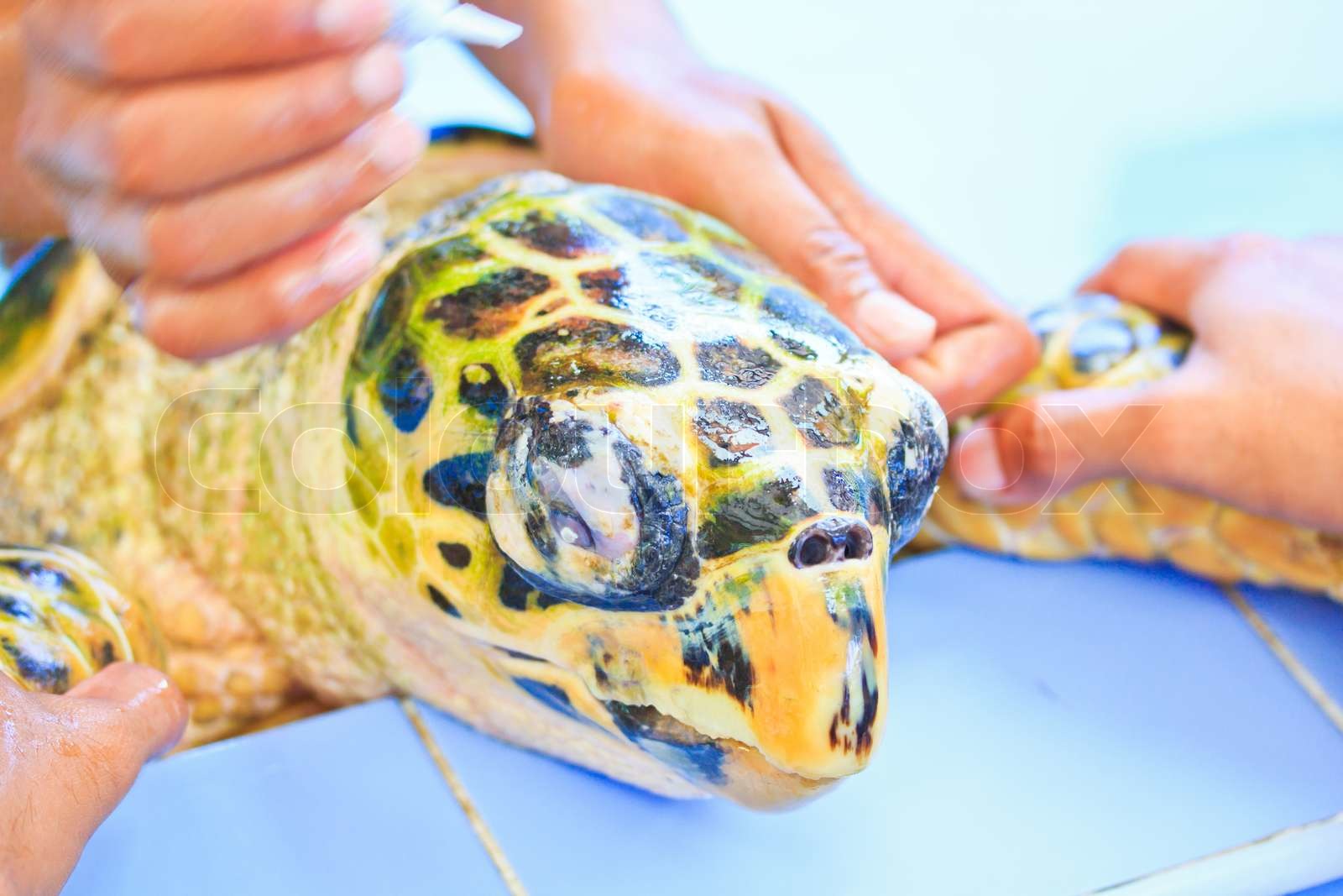 Treatment of sea turtles Sea turtle conservation | Stock image | Colourbox