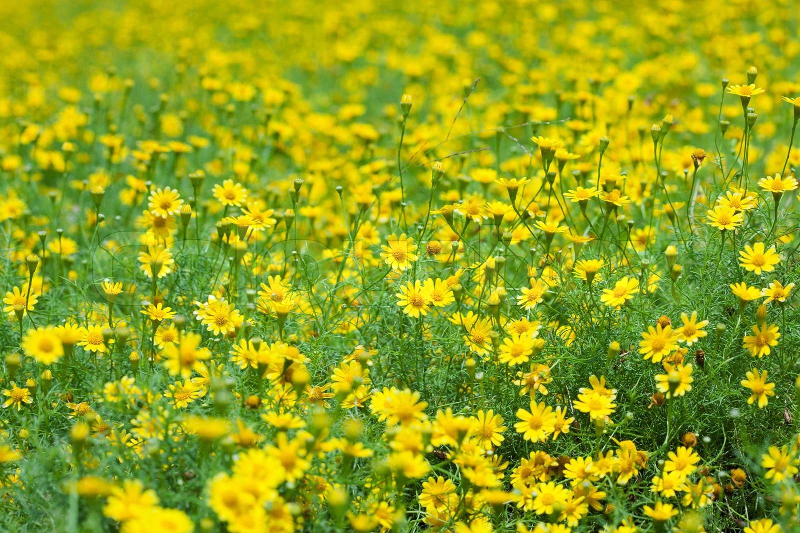 Creeping Daisy | Stock image | Colourbox