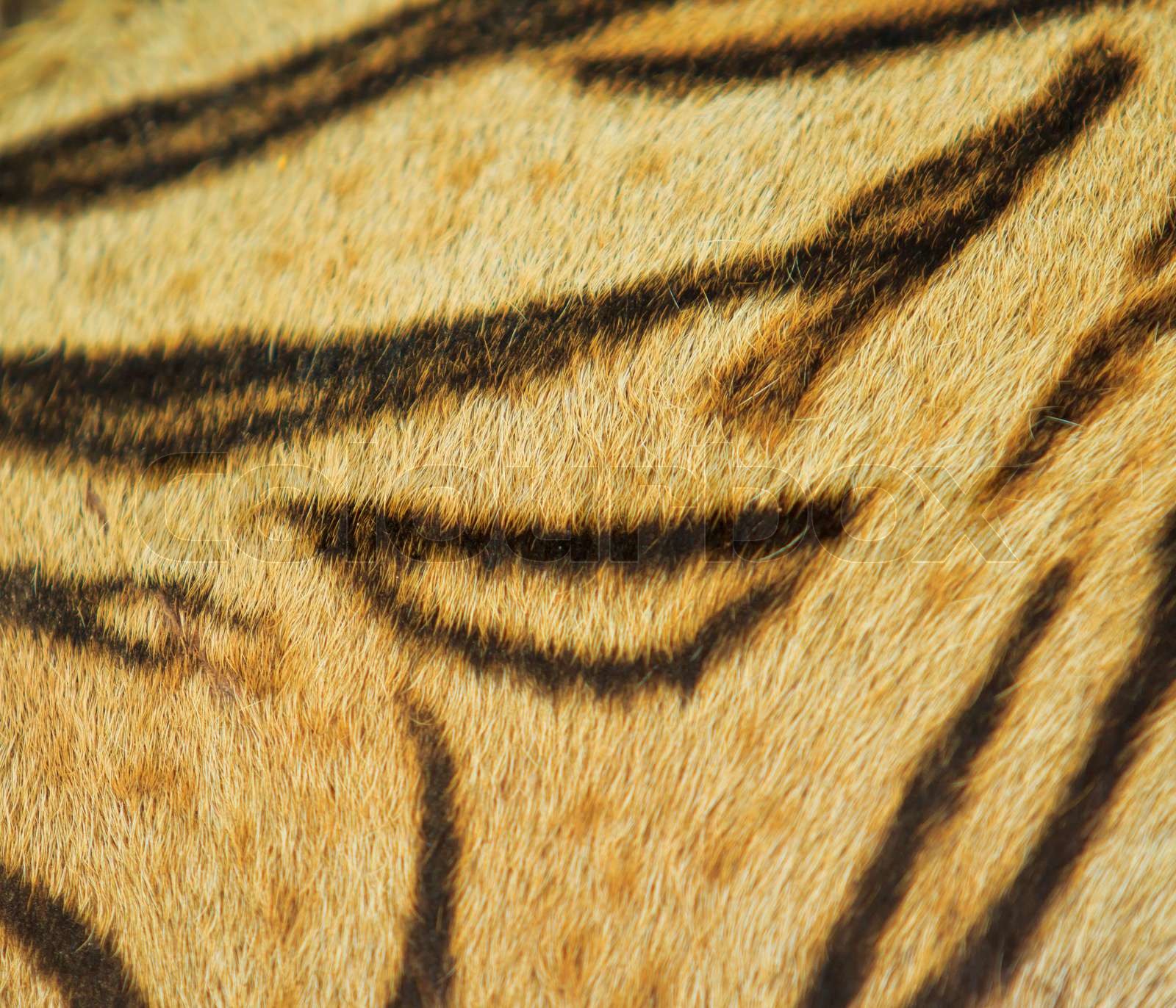 schöne Tiger Fell Textur des echten Tiger Haut und Fell | Stock Bild ...