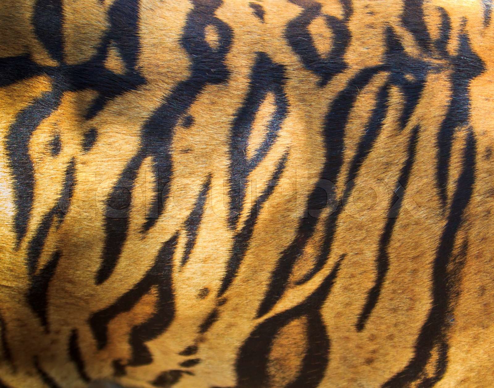 schöne Tiger Fell Textur des echten Tiger Haut und Fell | Stock Bild ...
