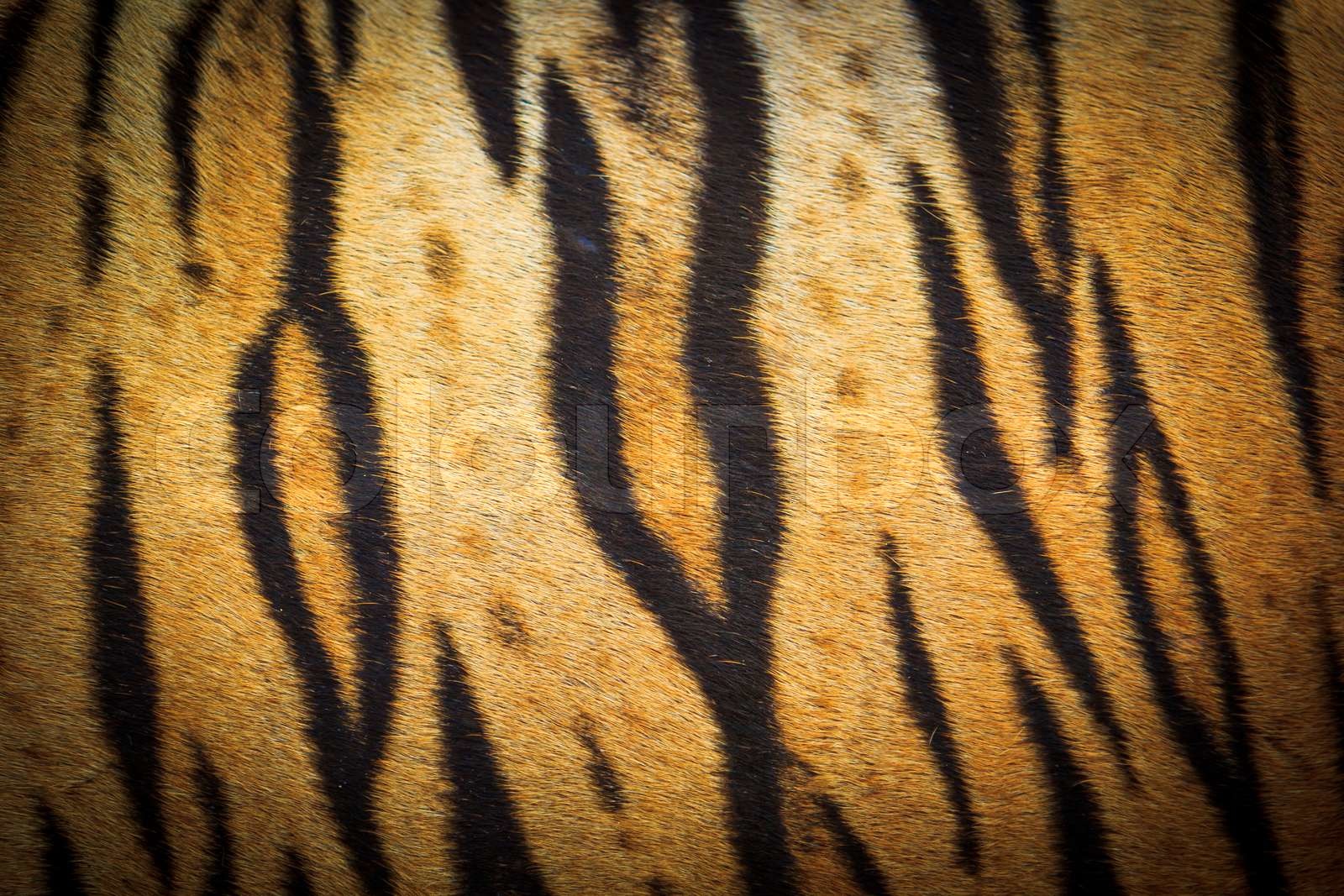 schöne Tiger Fell Textur des echten Tiger Haut und Fell | Stock Bild ...