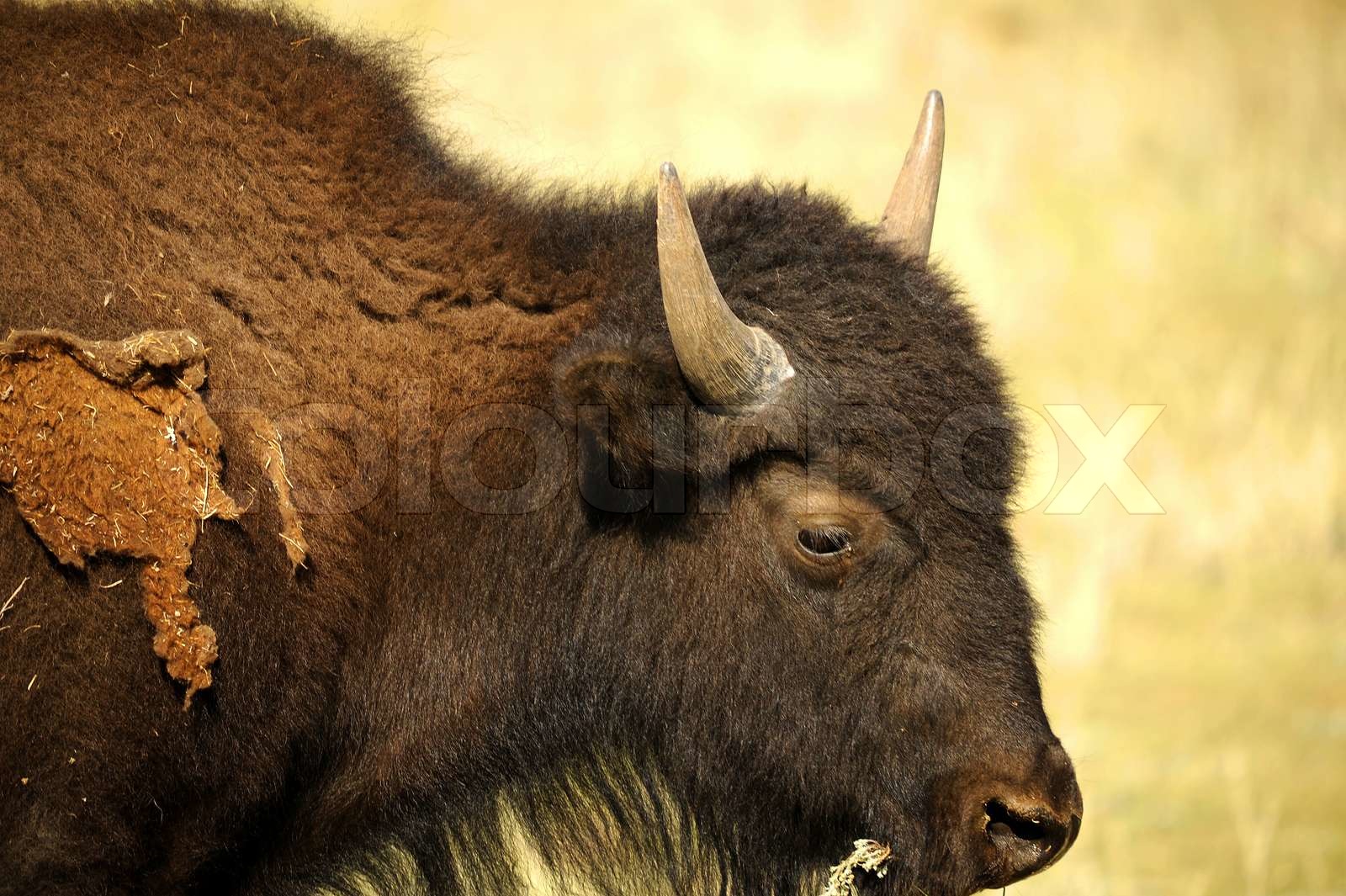 Wild Buffalo | Stock image | Colourbox