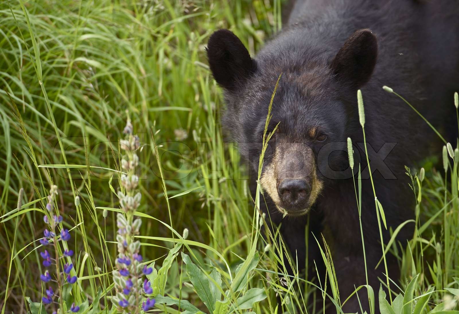 Canadian Black Bear | Stock Bild | Colourbox