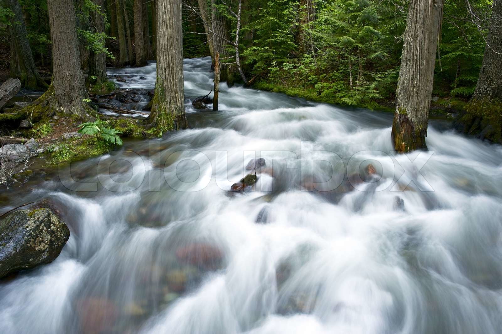 Forest Creek | Stock image | Colourbox