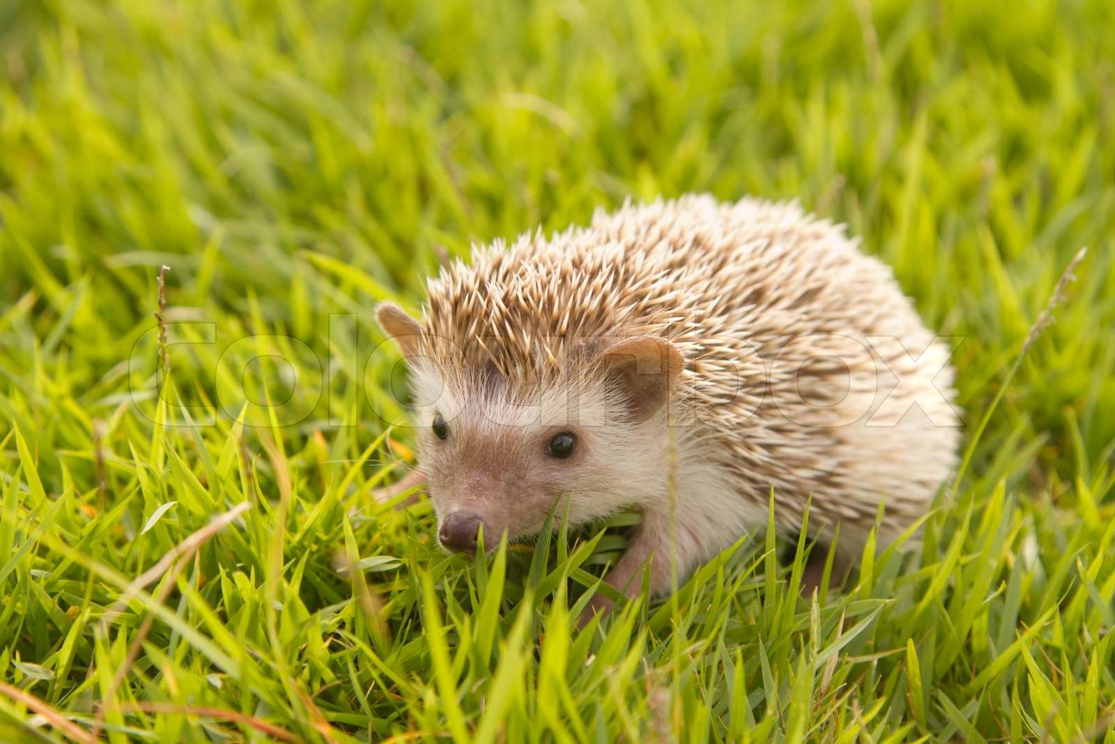 Pindsvin i haven , afrikansk pygmæ pindsvin | Stock foto | Colourbox