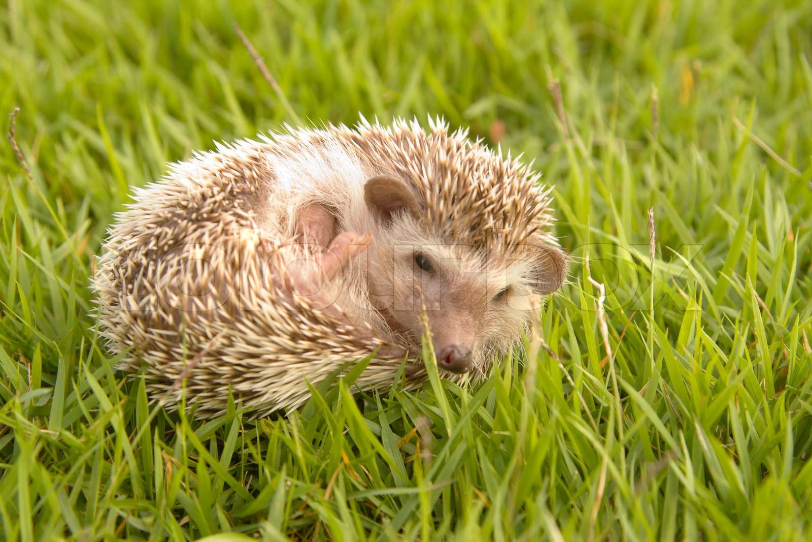 Hedgehog in the garden , African pygmy hedgehog | Stock image | Colourbox