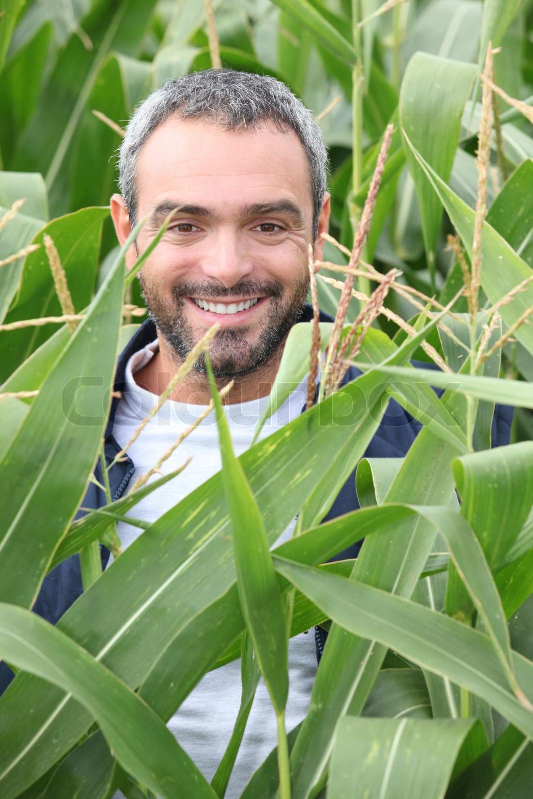 Smiling man in a corn field | Stock image | Colourbox