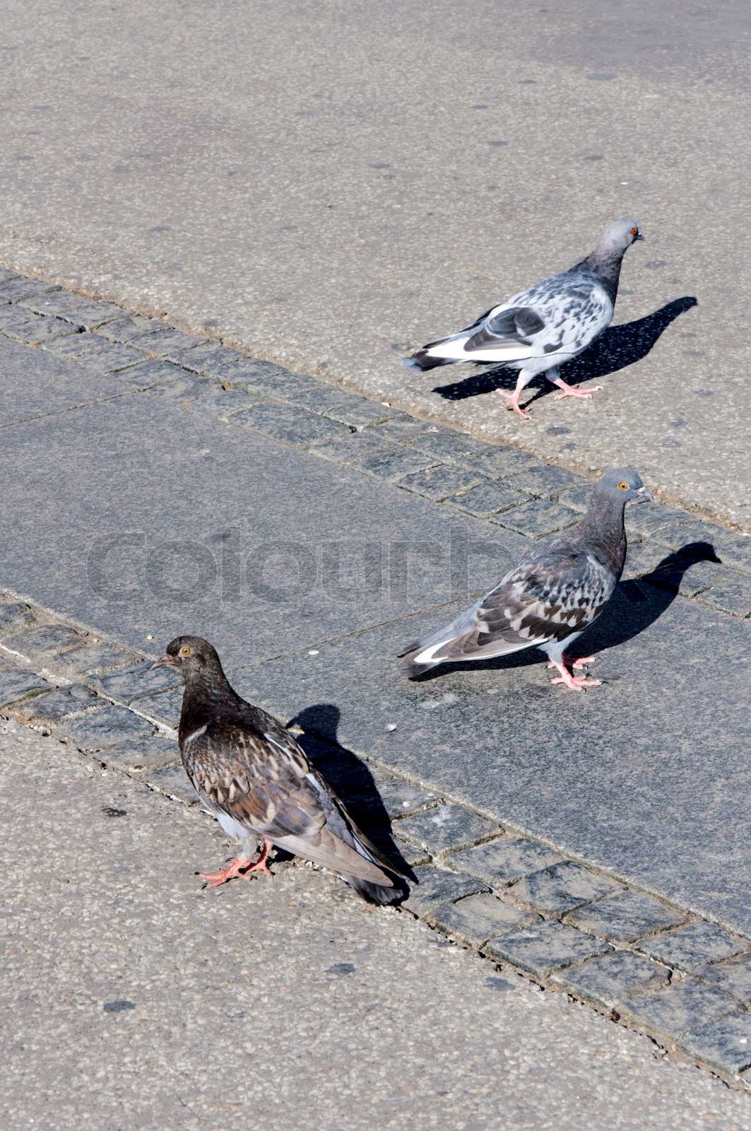 duer | Stock foto | Colourbox