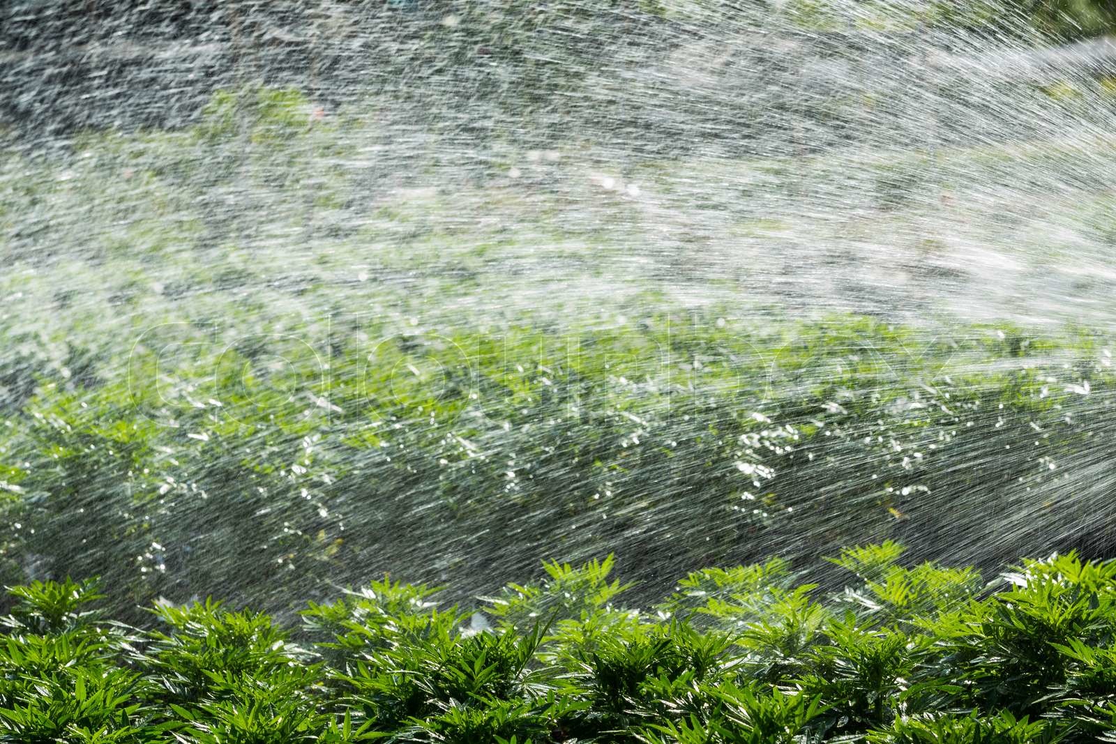 Watering | Stock image | Colourbox