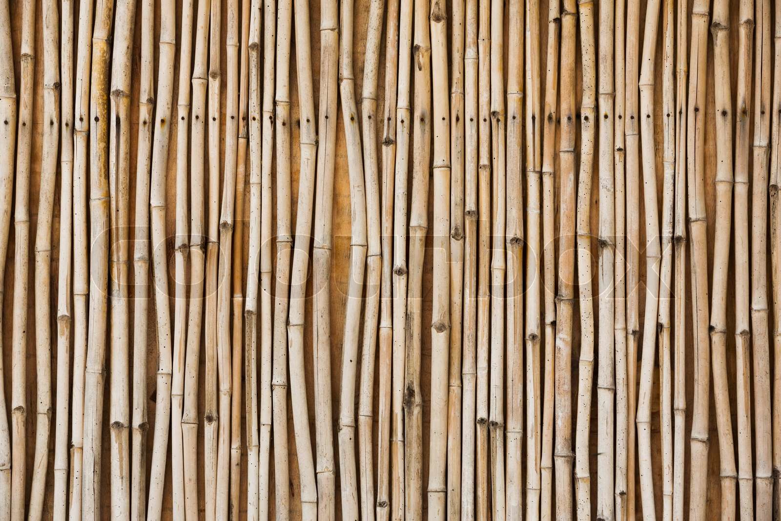 Bamboo texture | Stock image | Colourbox