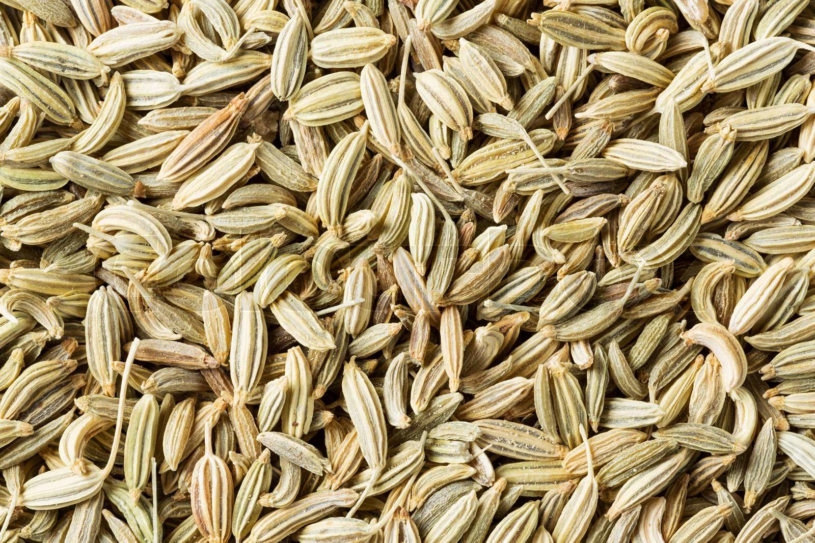 fennikel frø | Stock foto | Colourbox