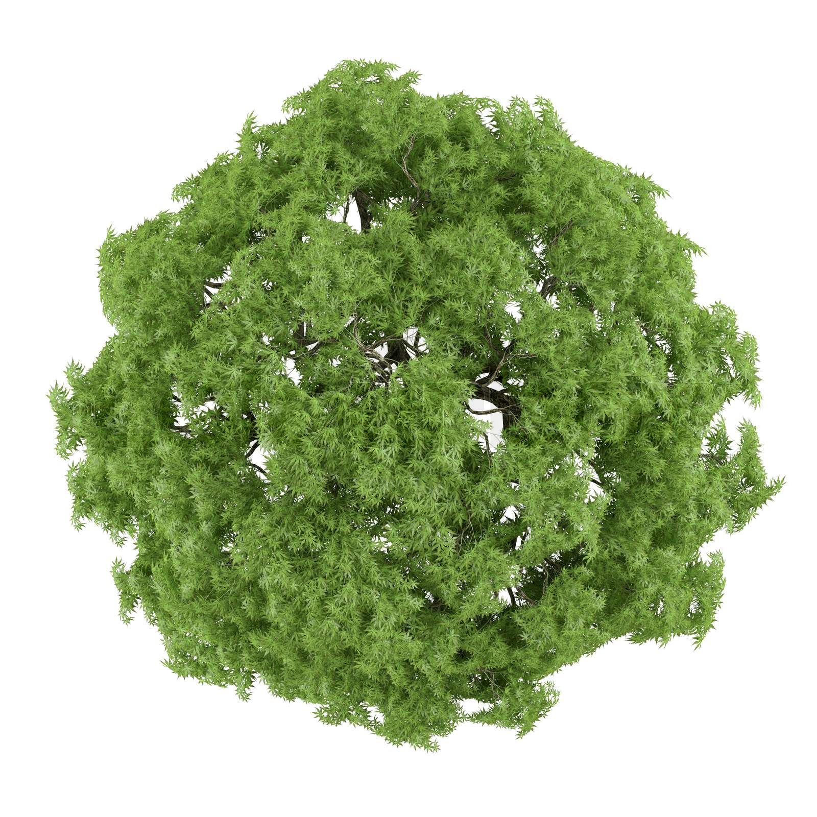 Tree isolated Acer palmatum top | Stock image | Colourbox