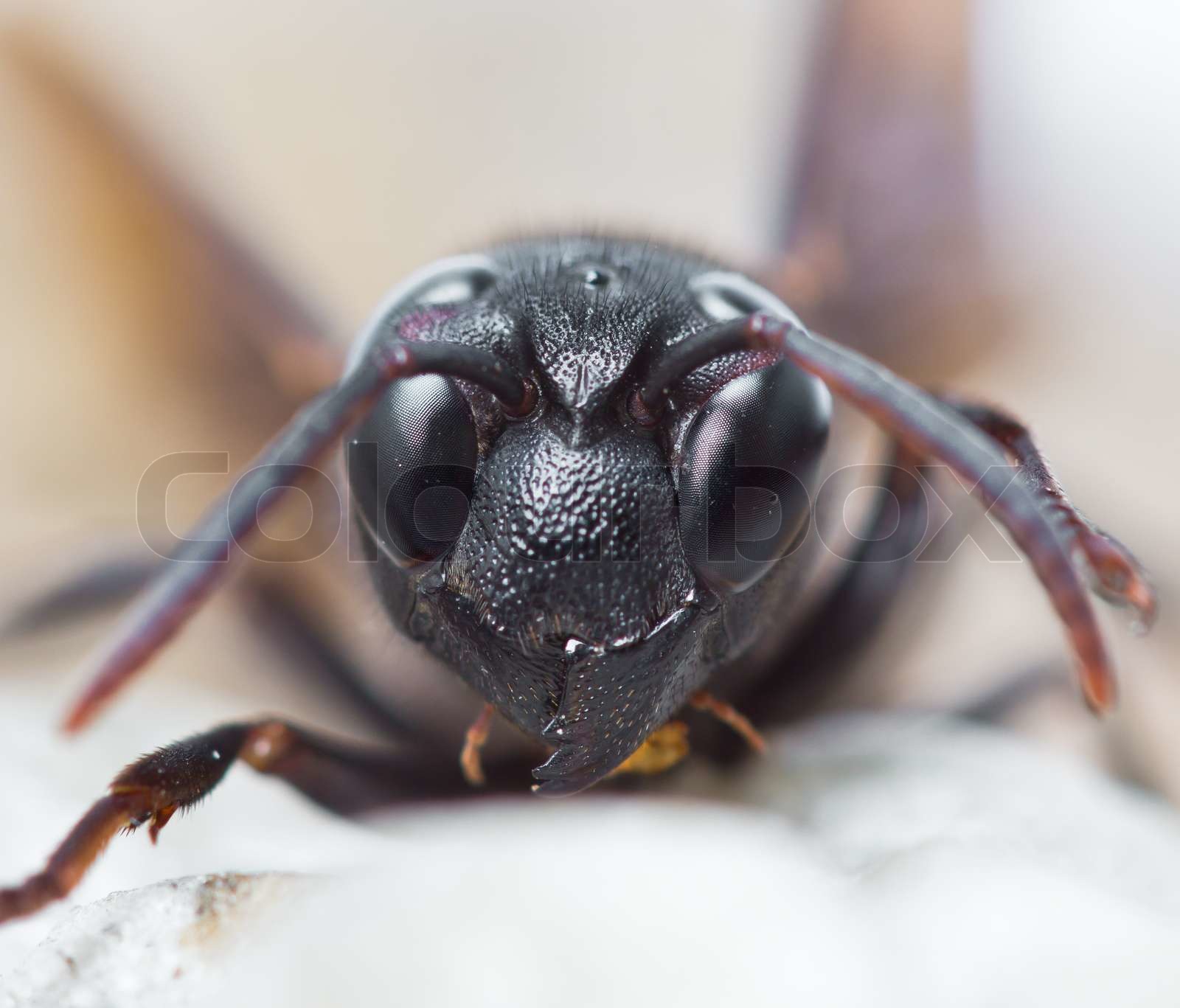 Wasp Up Close Face