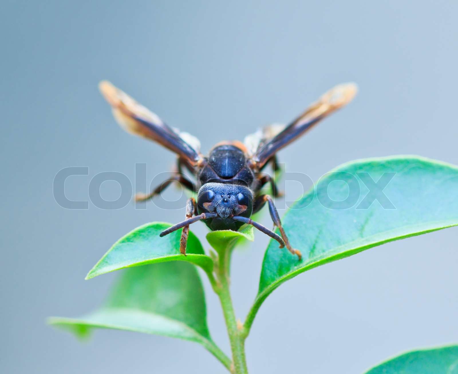 Closeup wasps are aggressive insects on the leaf | Stock image | Colourbox