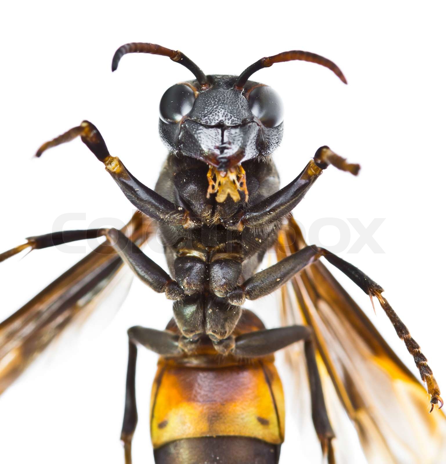 Closeup wasps are aggressive insects | Stock image | Colourbox