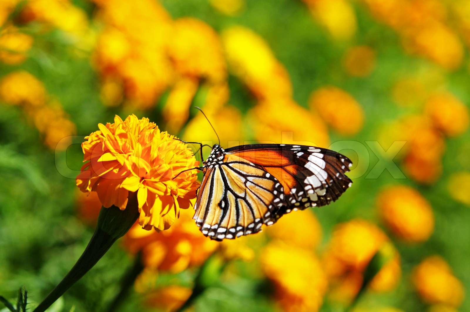 Monarch Butterfly | Stock image | Colourbox