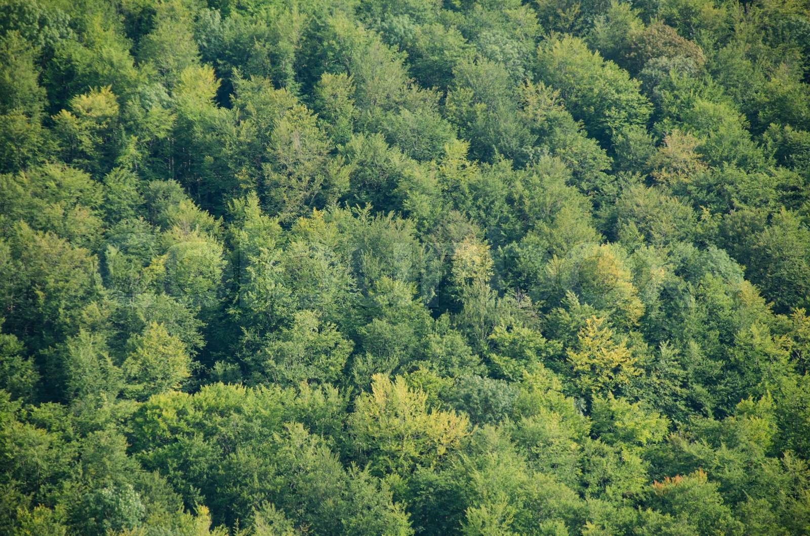 Beech forest canopy as seen from above | Stock image | Colourbox