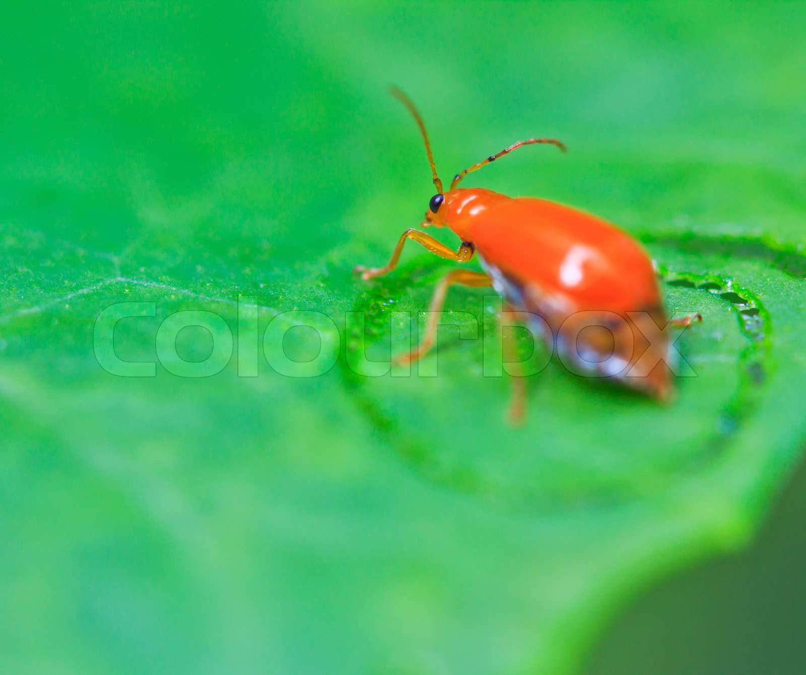 Insekter i tropiske skove asien thailand | Stock foto | Colourbox