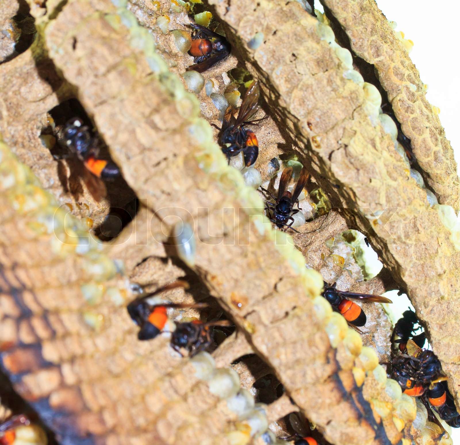 Burn the nest wasps are aggressive insects | Stock image | Colourbox