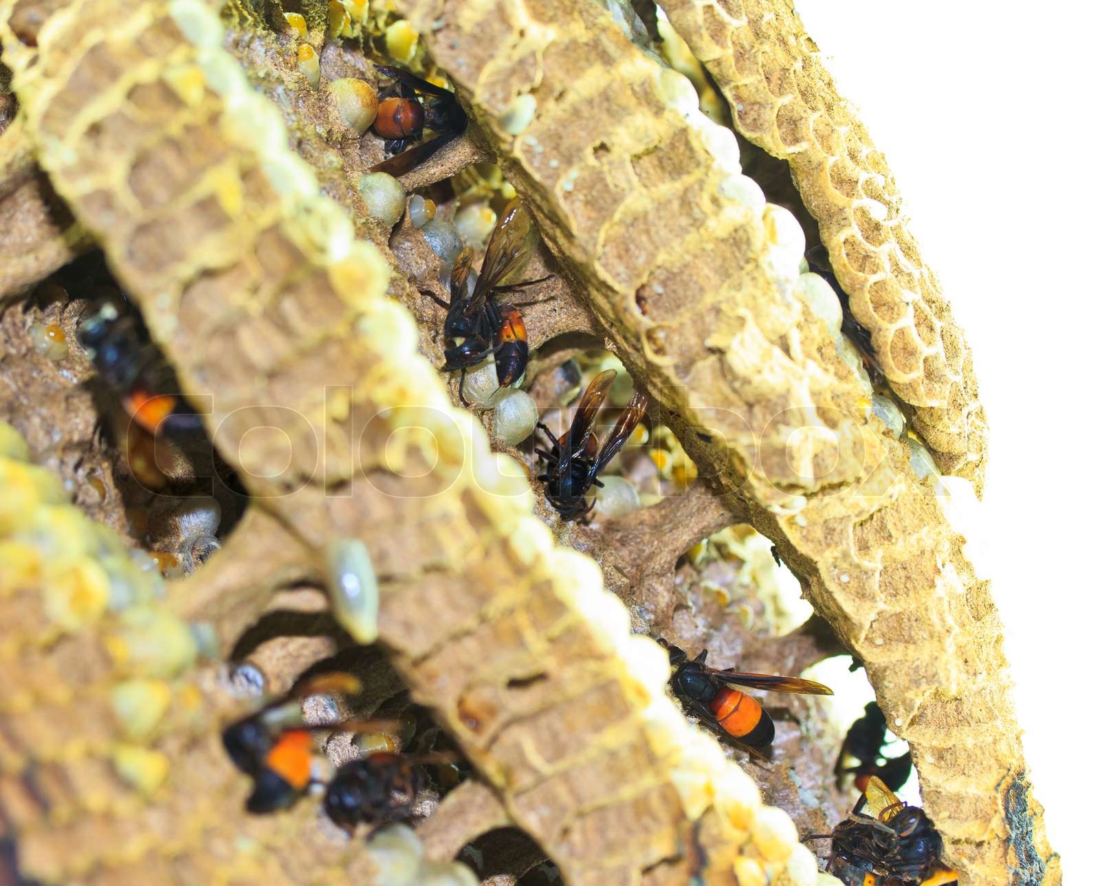 Burn the nest wasps are aggressive insects | Stock image | Colourbox