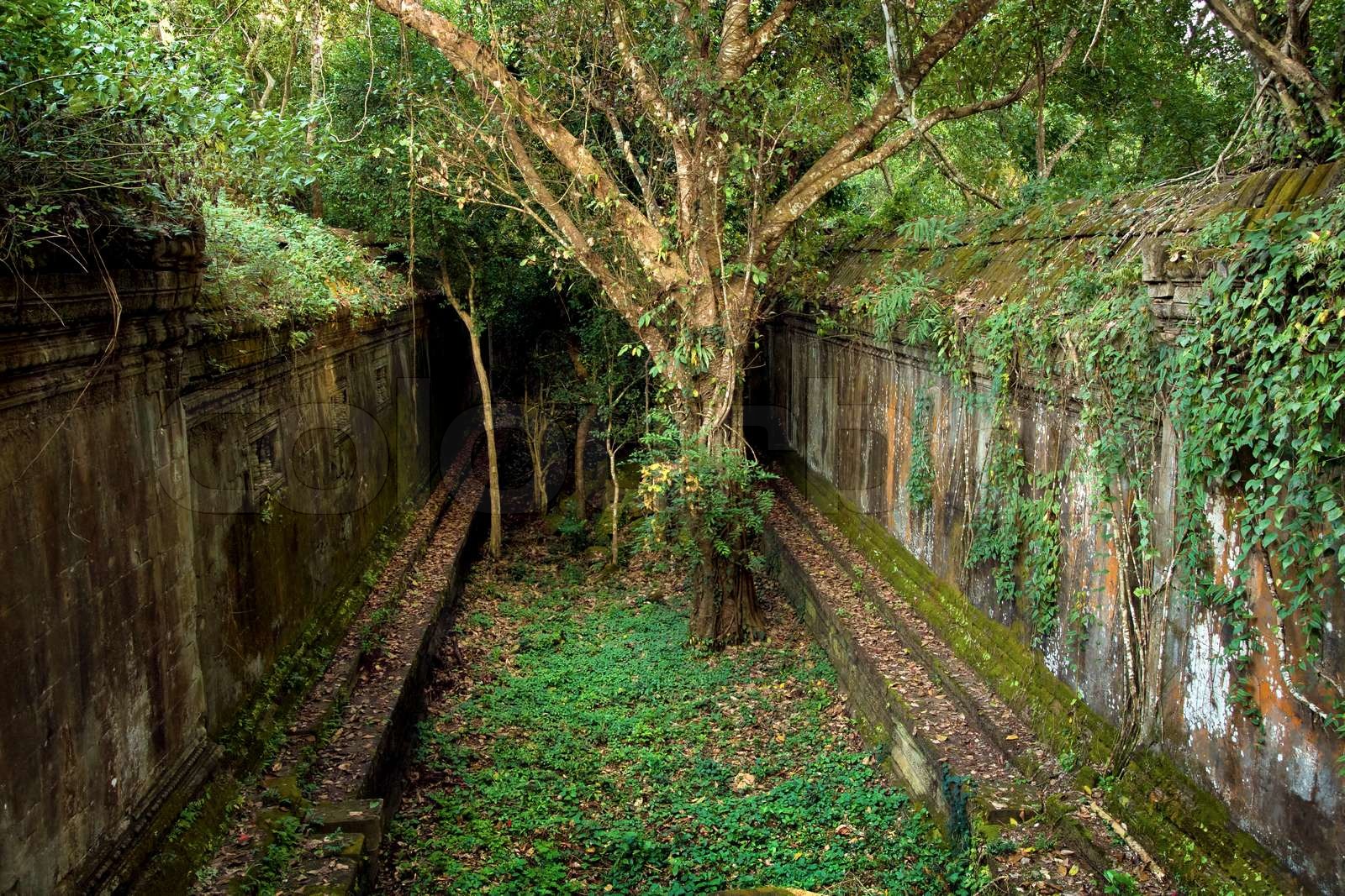 Temple Overgrown by the Jungle | Stock image | Colourbox