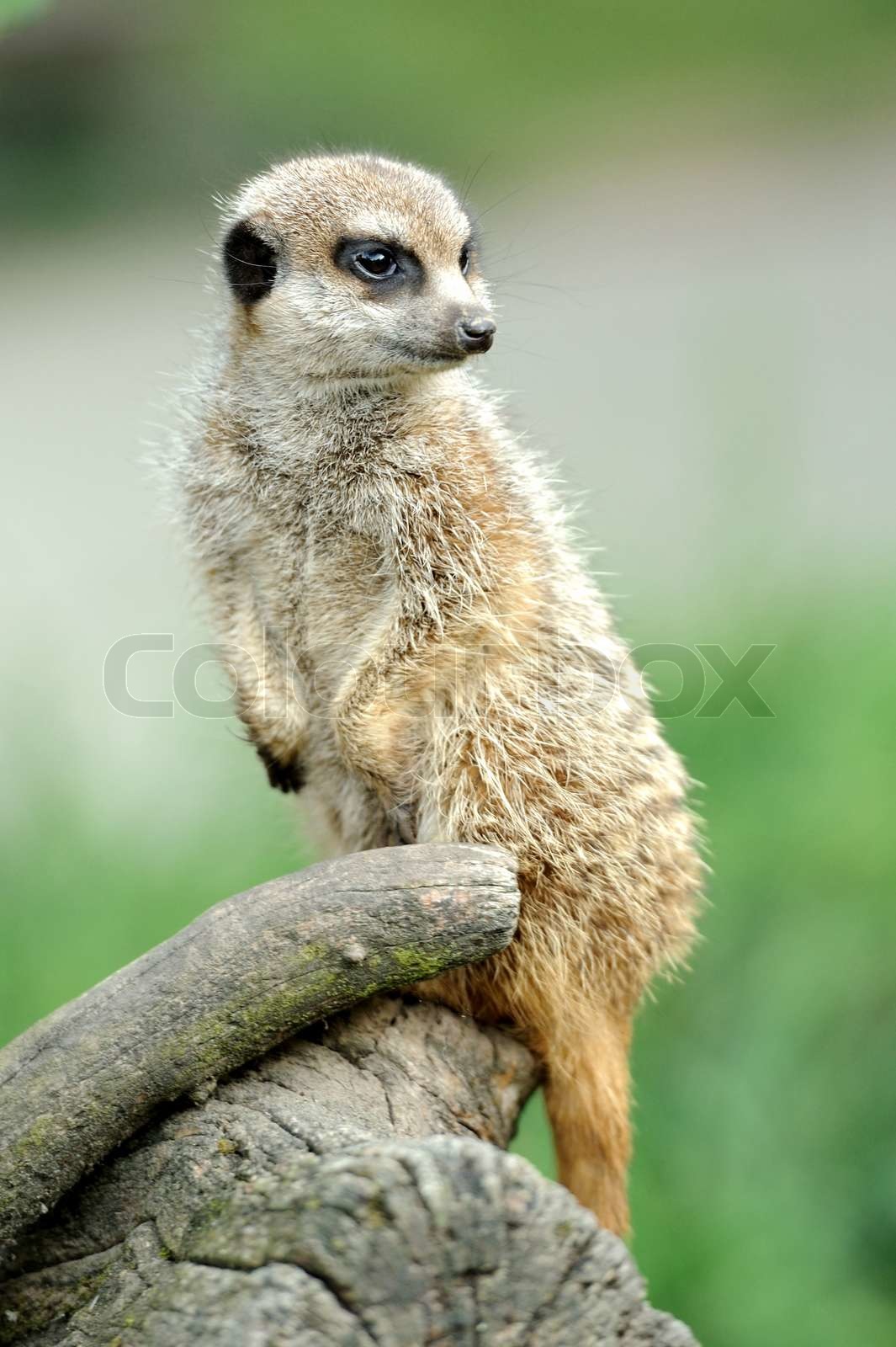 Meerkat | Stock image | Colourbox
