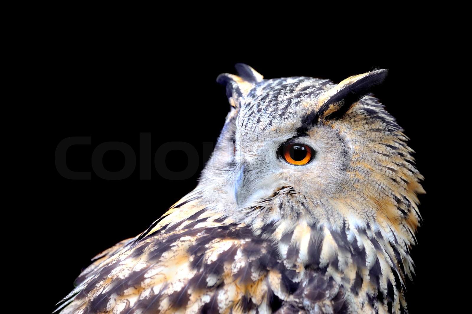 Eule | Stock Bild | Colourbox