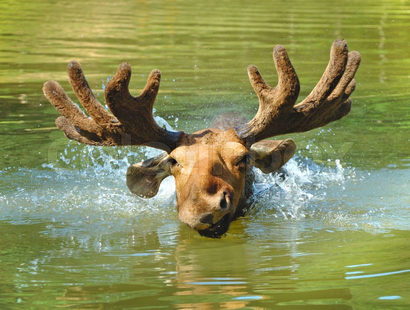 Moose swimming in lake | Stock image | Colourbox