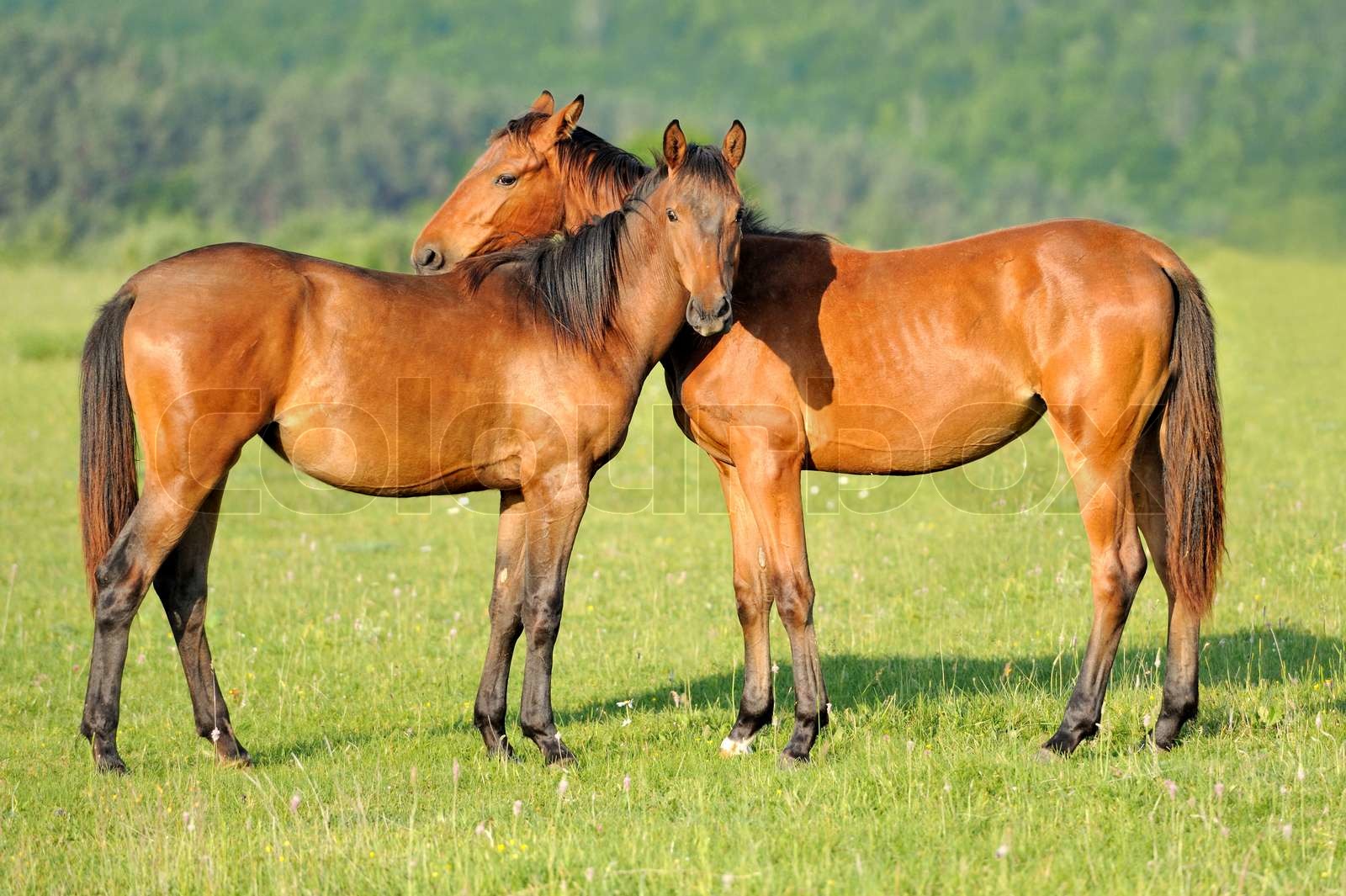 hest | Stock foto | Colourbox