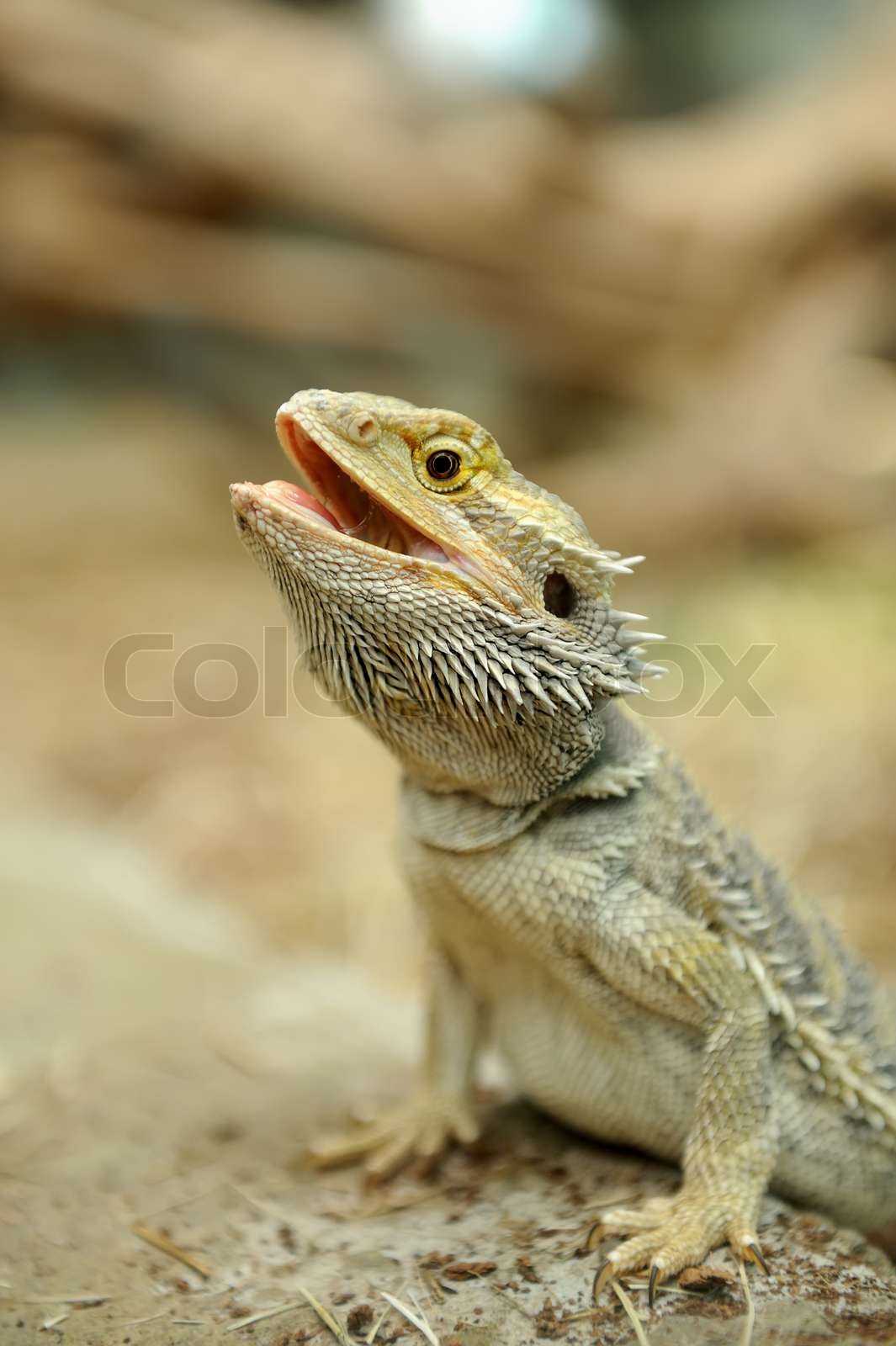 Bearded Dragon Lizard | Stock image | Colourbox