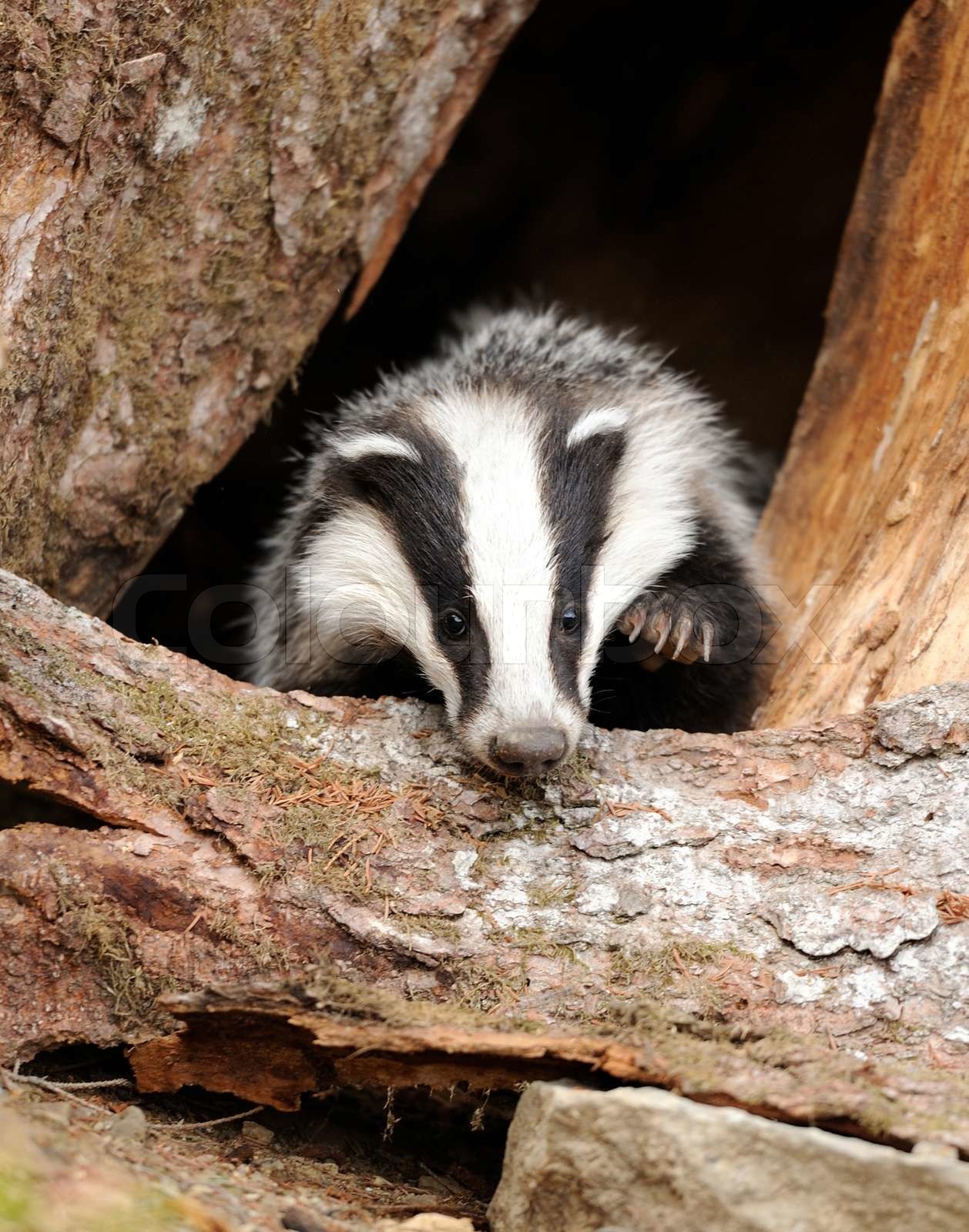 Badger | Stock image | Colourbox