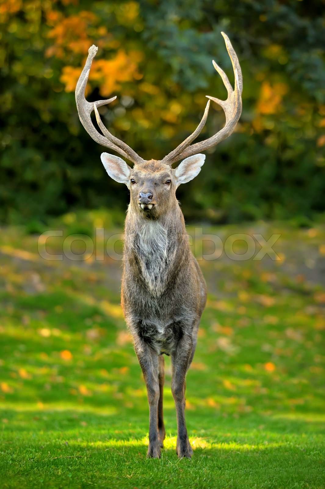 Smukke billede af krondyr | Stock foto | Colourbox