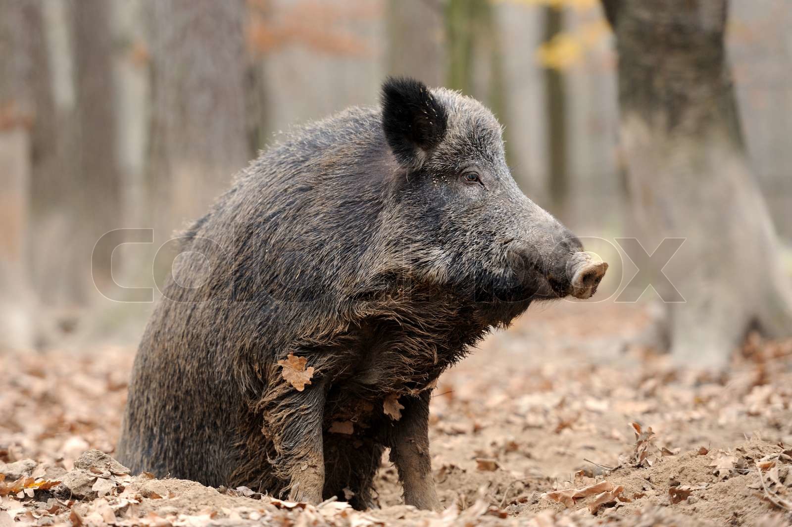 Wild boar | Stock image | Colourbox