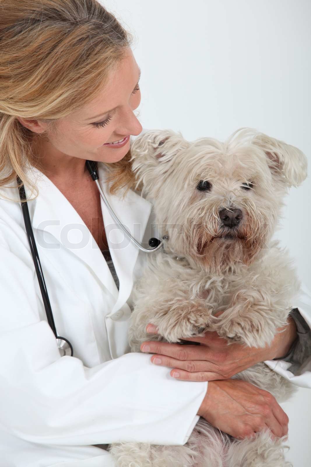 Vet with a dog | Stock image | Colourbox