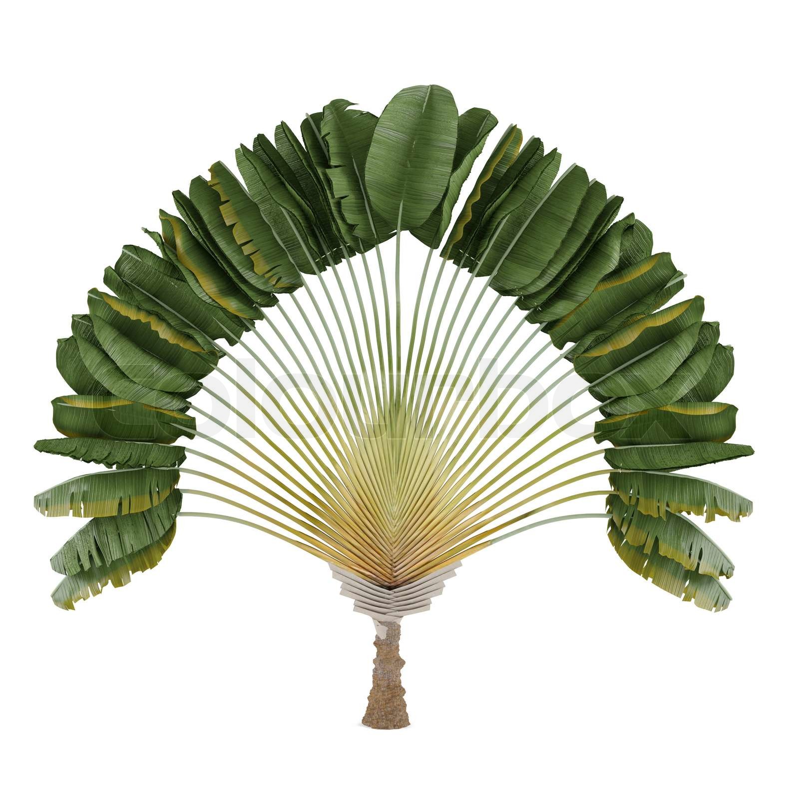 Palm plant. Ravenala madagascariensis | Stock image | Colourbox