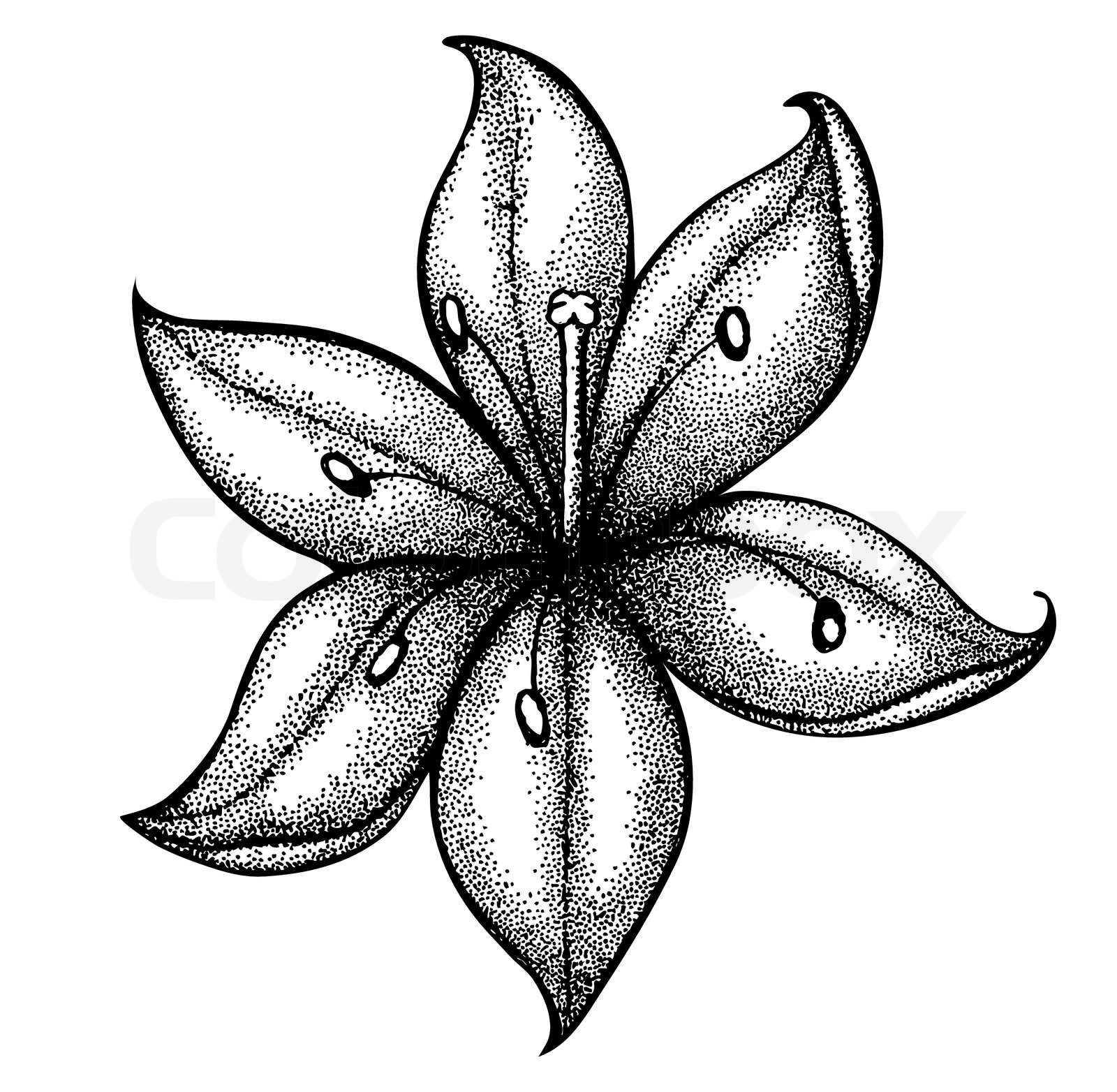 lily painted in a graphic style points and lines. A great figure for a ...