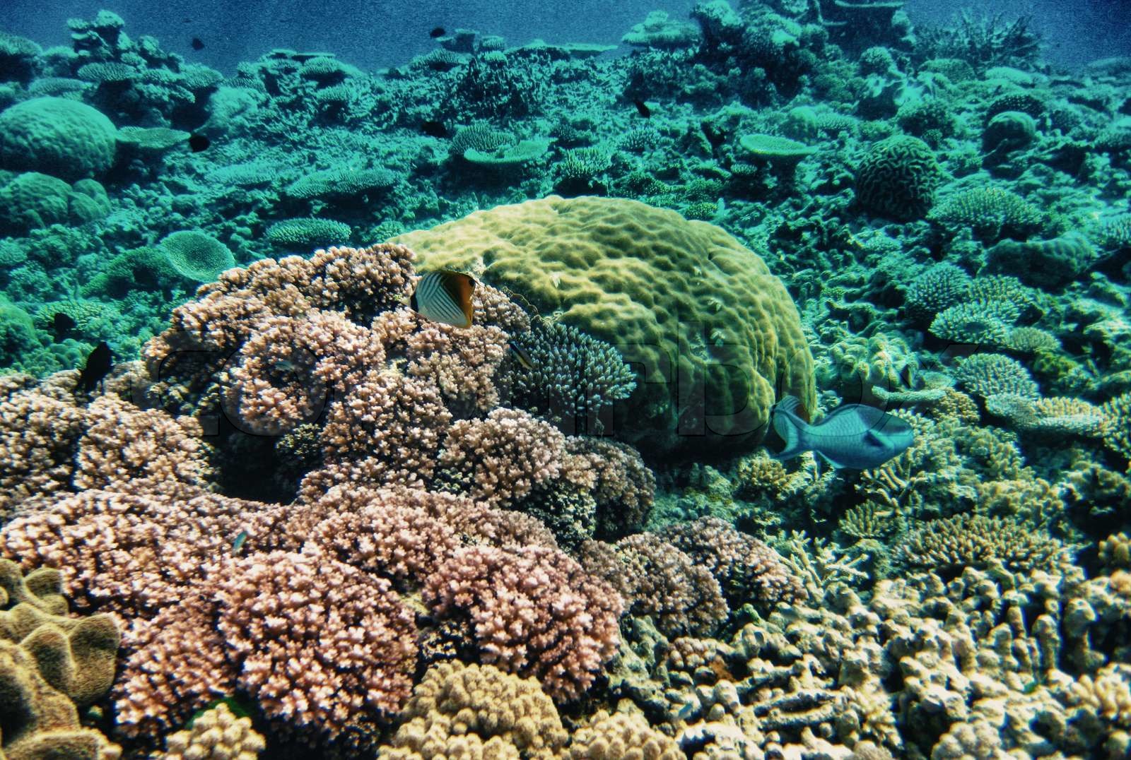 Underwater sea life in Queensland. Australian Coral Reef | Stock image ...