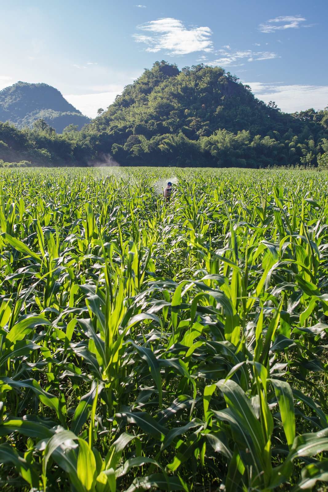 Farmer spraying pesticide on corn field | Stock image | Colourbox