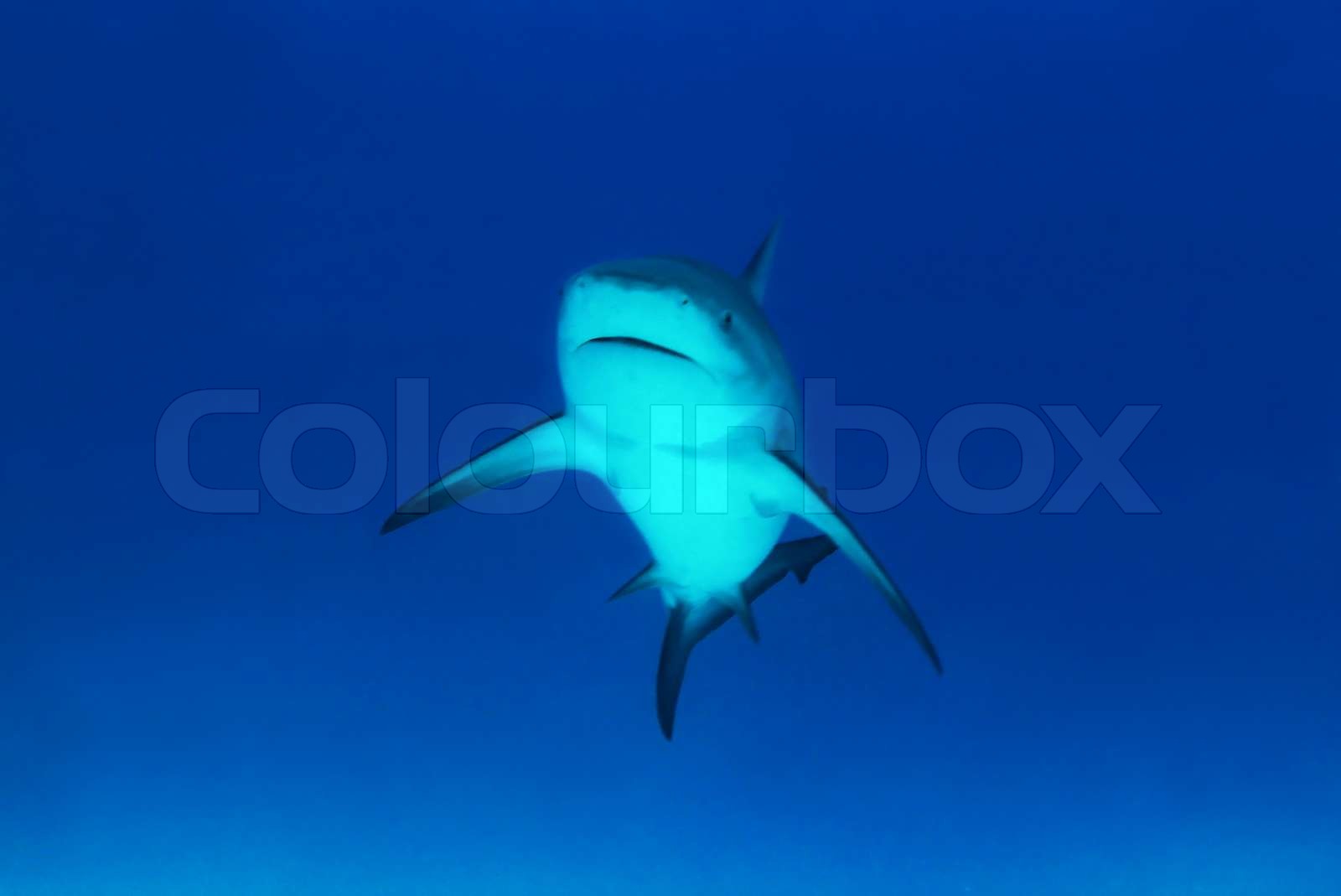 Bull Shark | Stock image | Colourbox