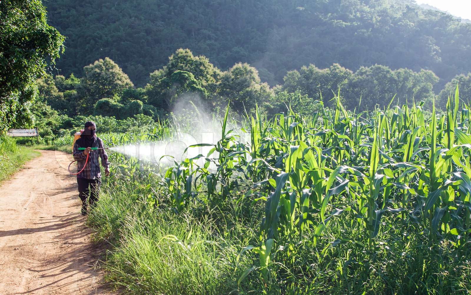 Farmer spraying pesticide on corn field | Stock image | Colourbox