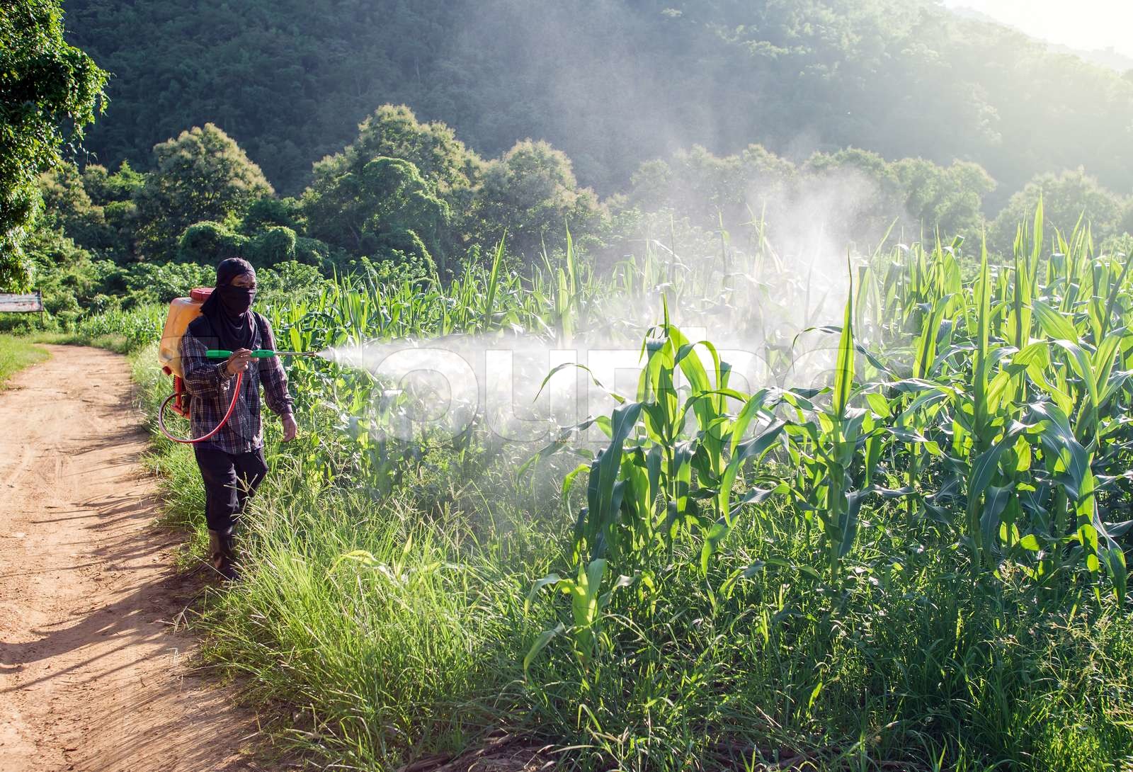 Farmer spraying pesticide on corn field | Stock image | Colourbox