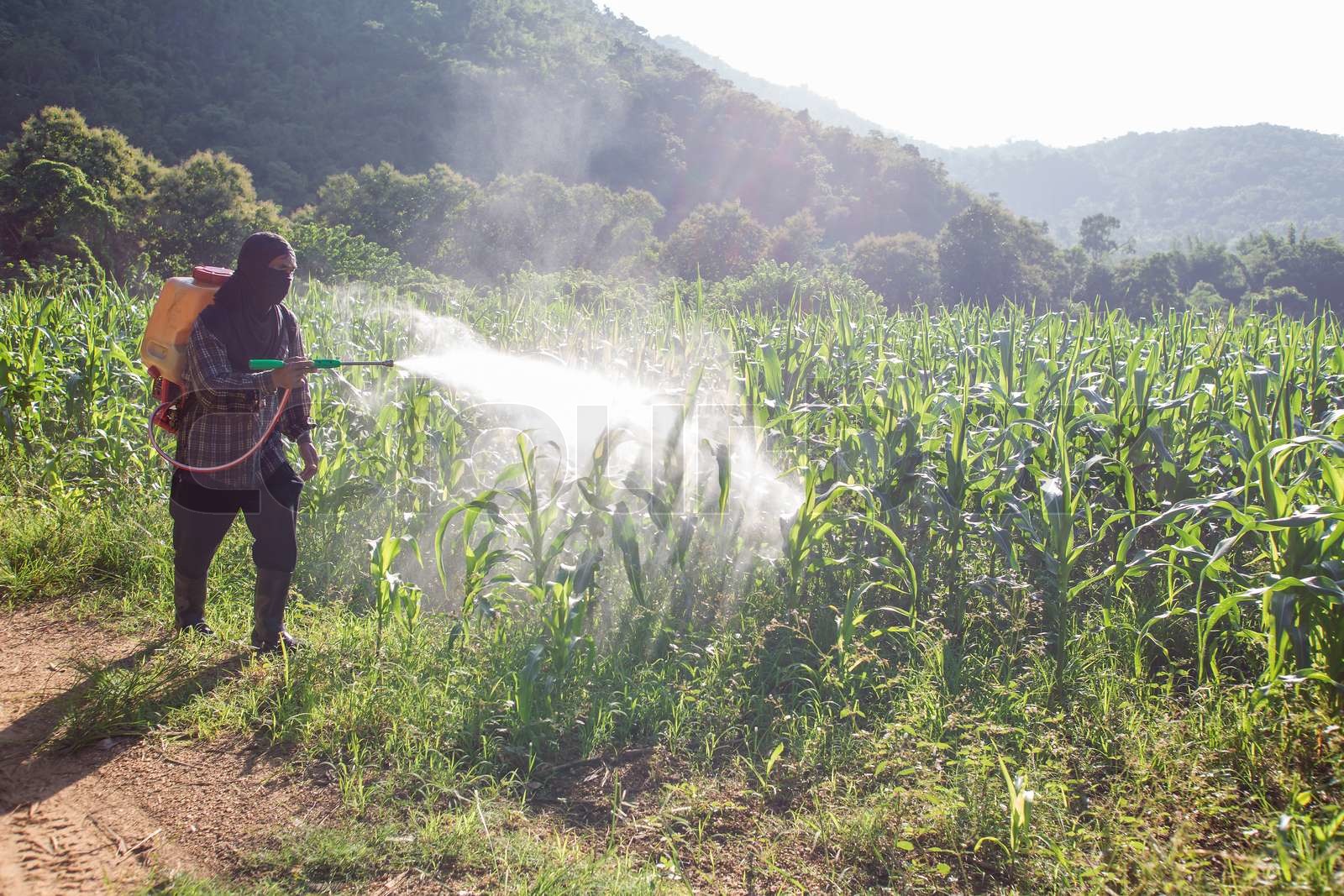 Farmer spraying pesticide on corn field | Stock image | Colourbox