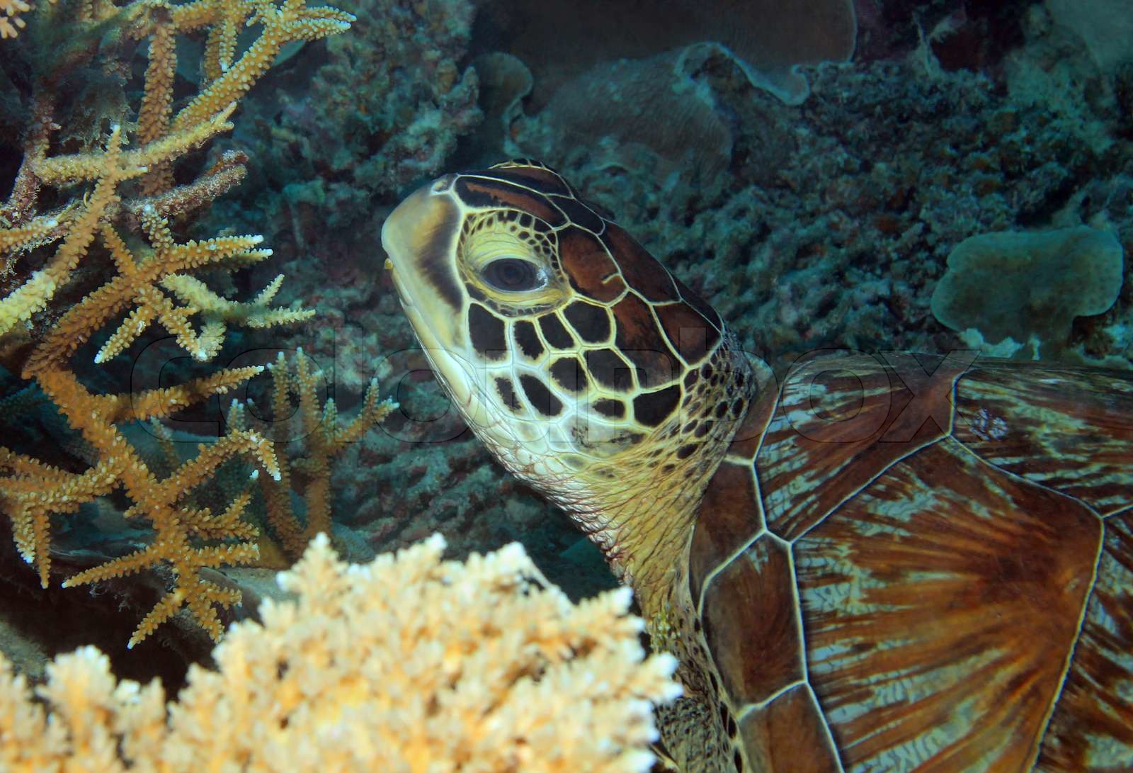 Green Turtle | Stock image | Colourbox