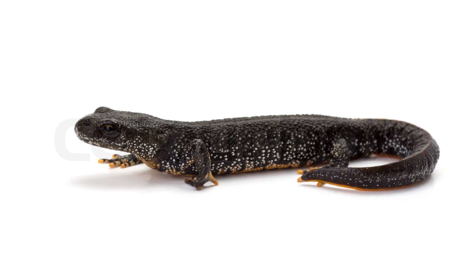 Stor vandsalamander set fra siden | Stock foto | Colourbox