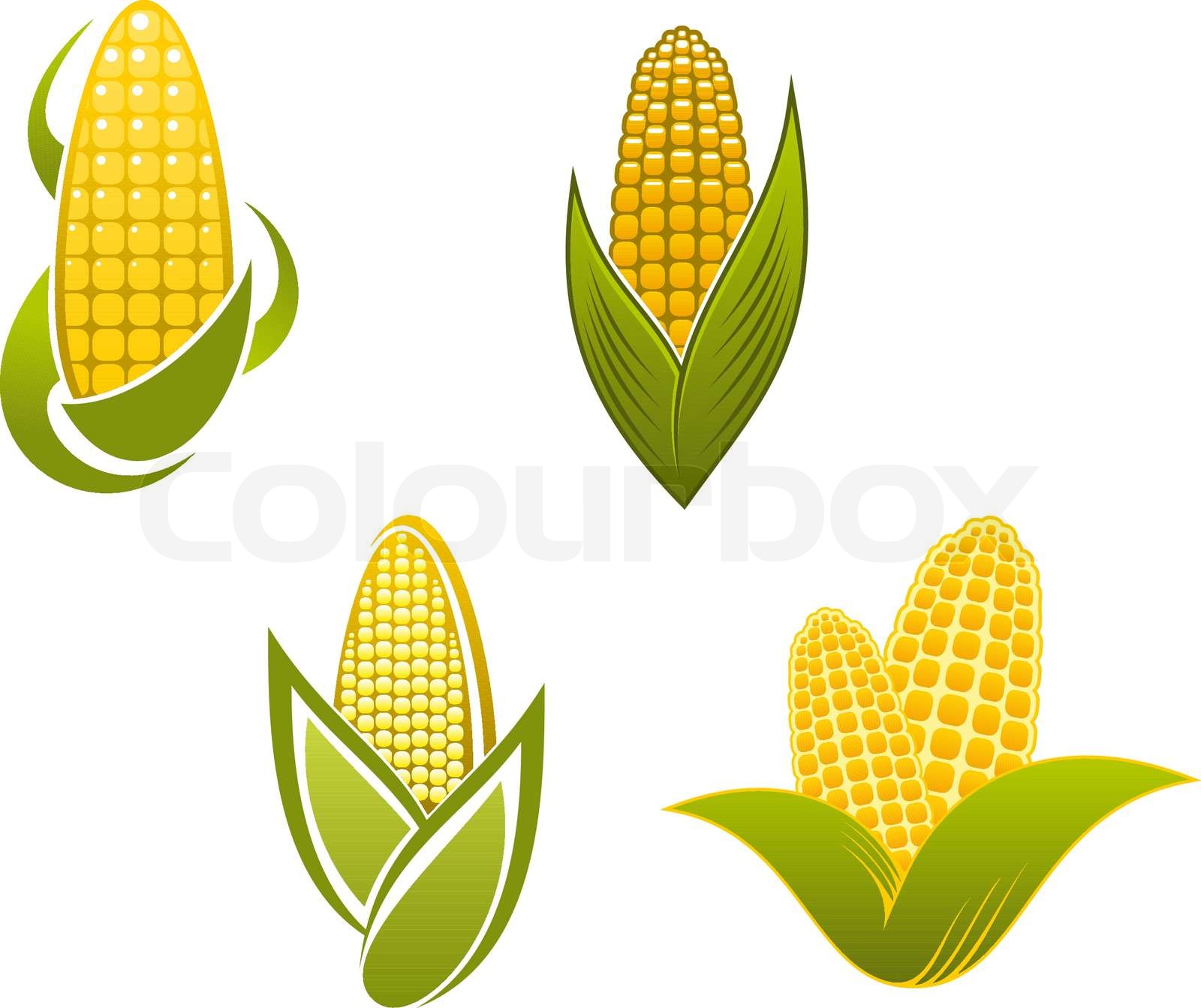 Yellow corn icons and symbols | Stock vector | Colourbox