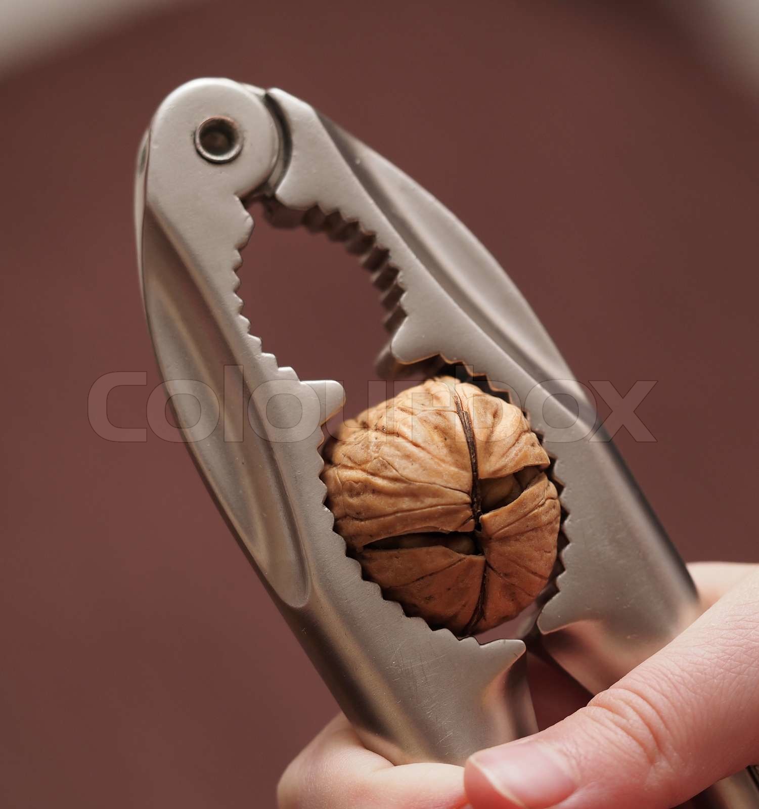 Cracking the Nut | Stock image | Colourbox