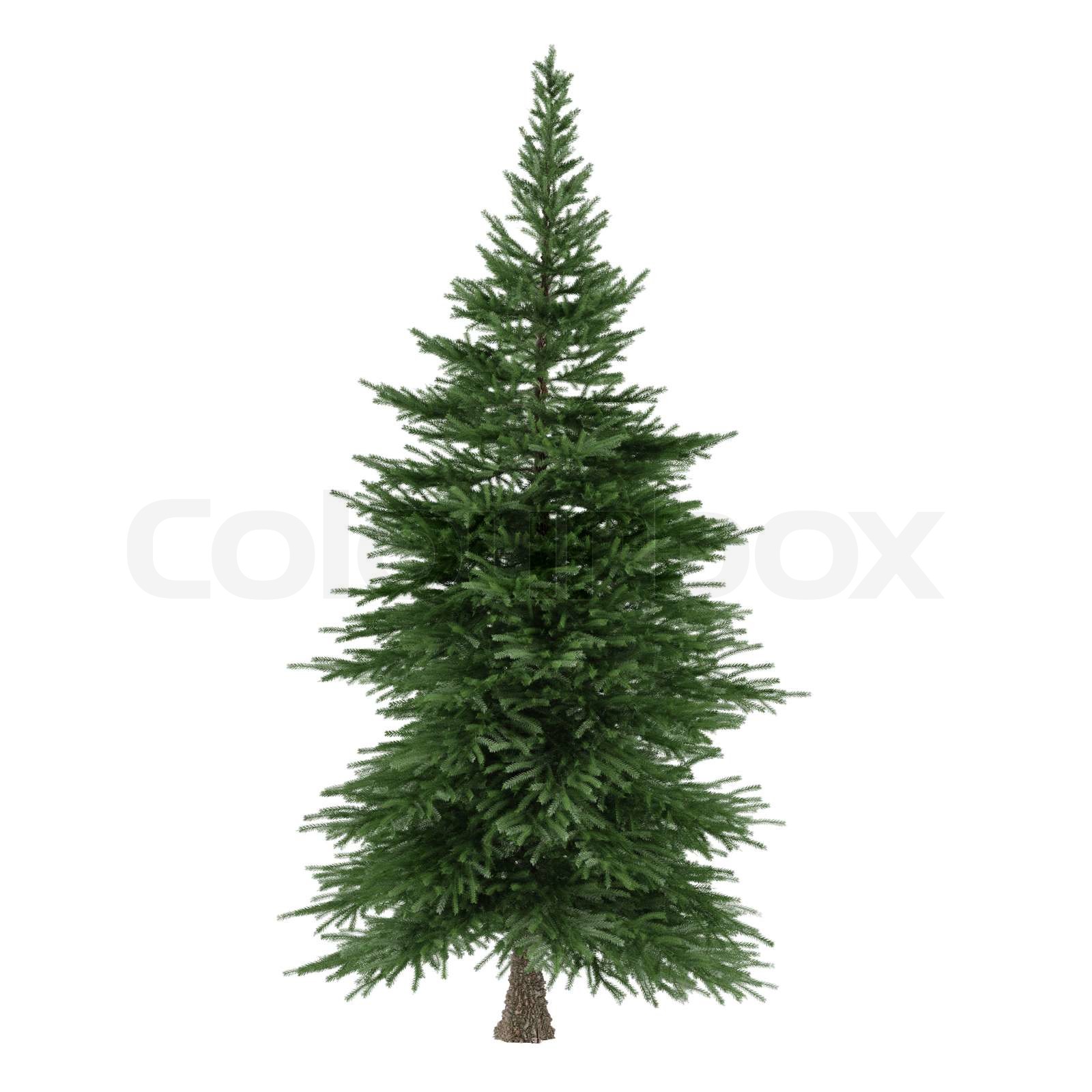 Tree isolated. Picea fir-tree | Stock image | Colourbox