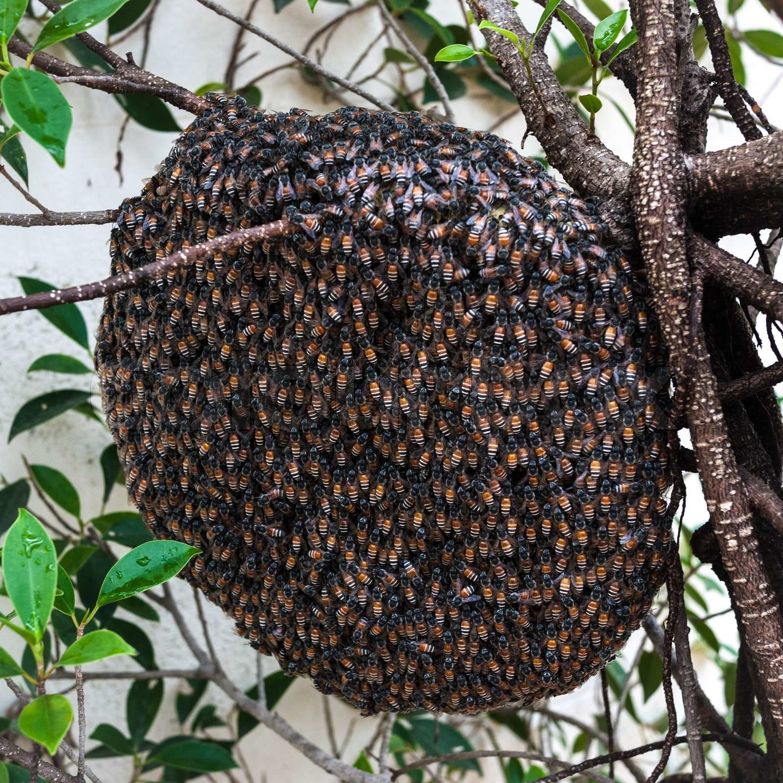 honeycomb on the tree | Stock image | Colourbox